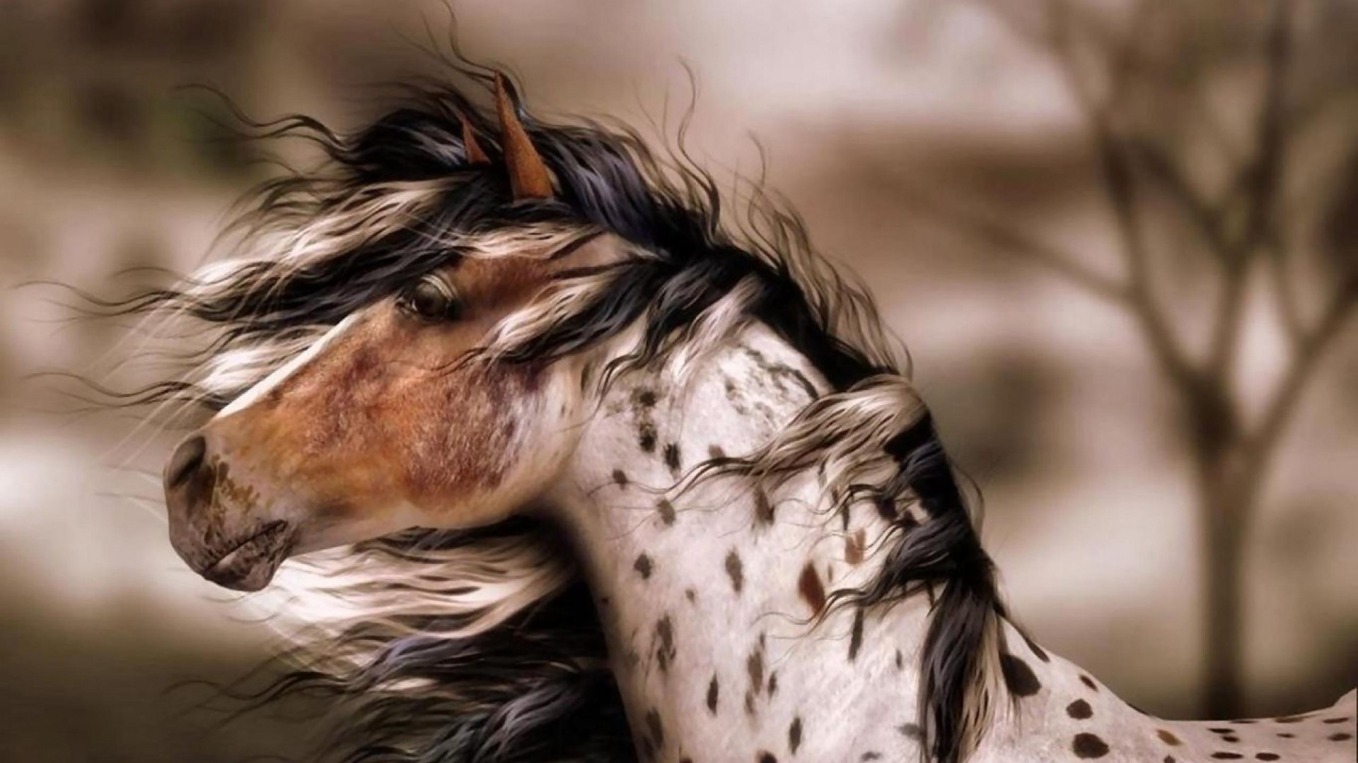 Appaloosa Hd Wallpapers