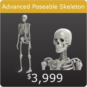 Human CAD model Store- Human models for Solidworks and more