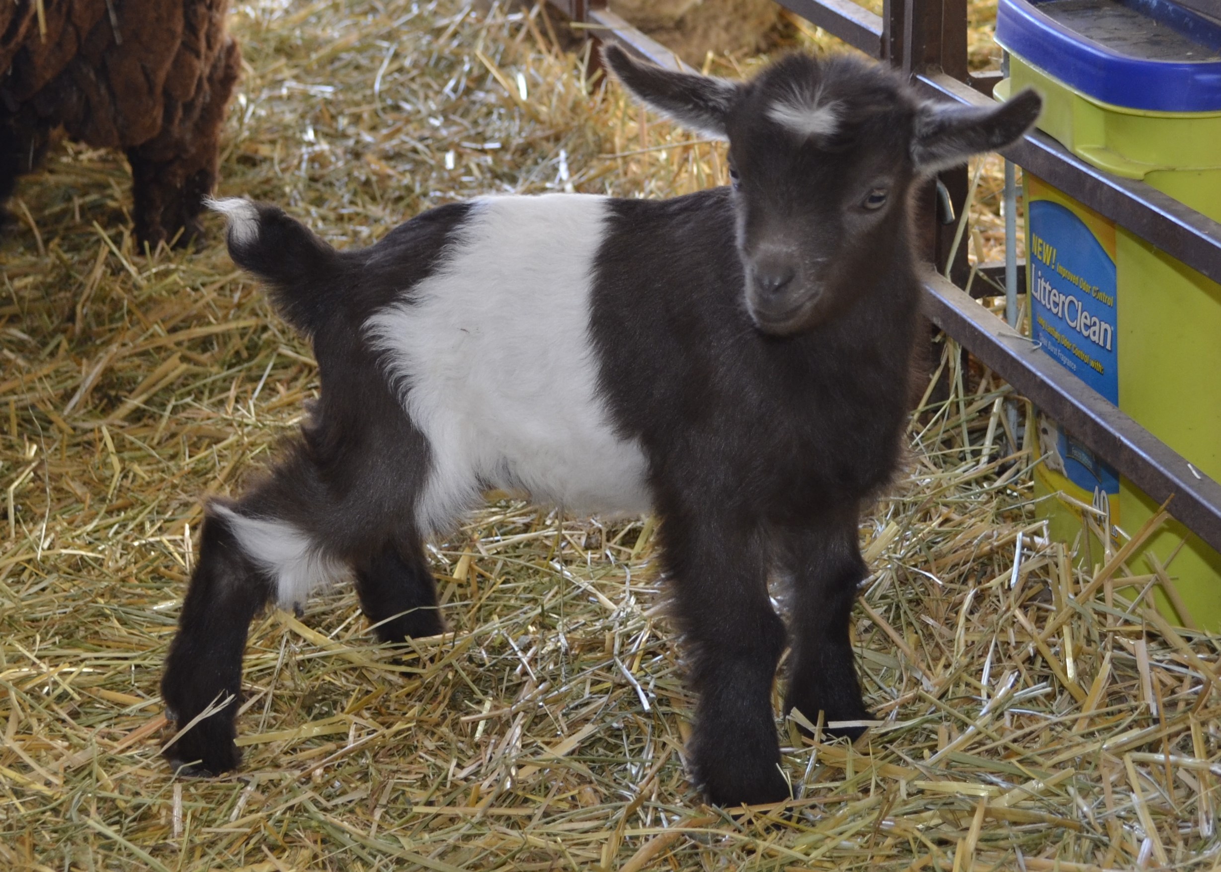 Olde English Baby Doll Miniature Southdown sheep
