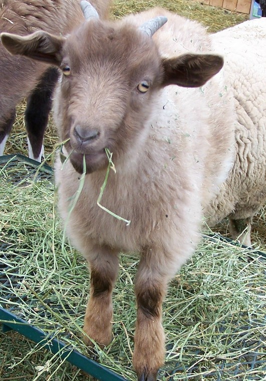 fainting goats for sale