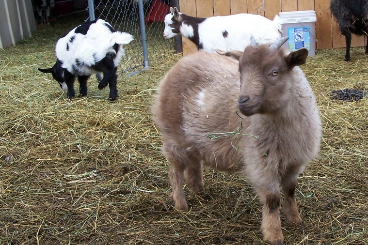fainting goats for sale