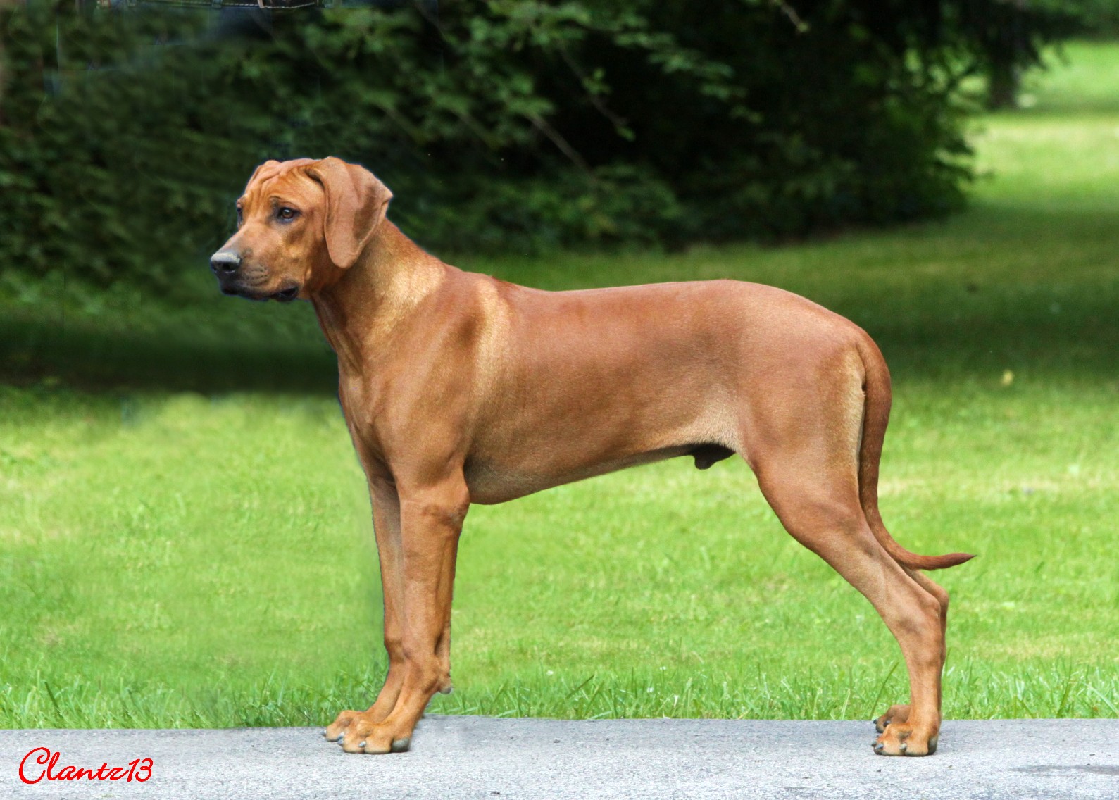 Lionhounds Rhodesian Ridgebacks