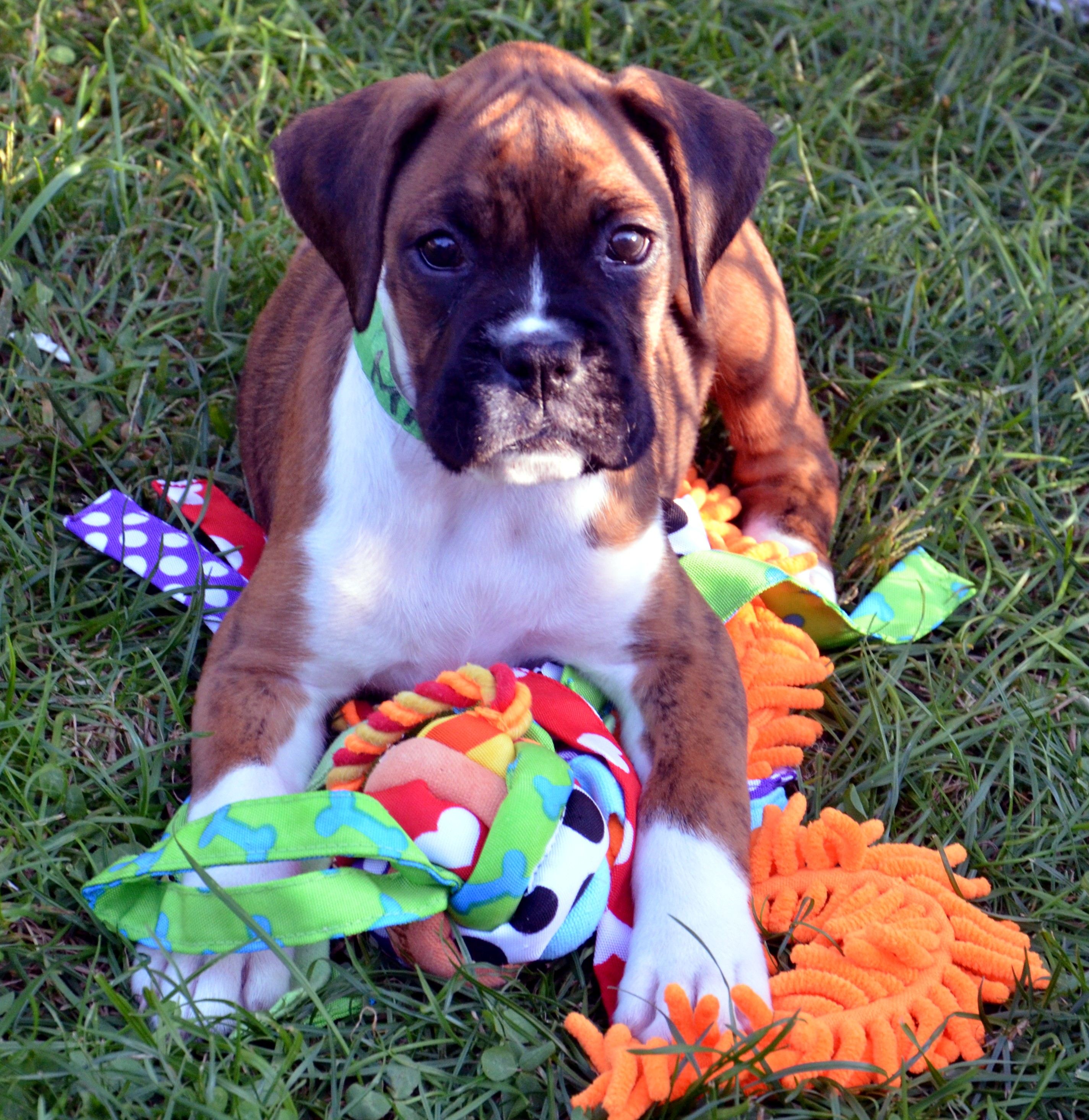 AKC Registered Boxer Puppies | Champion Bloodlines | Past Litters