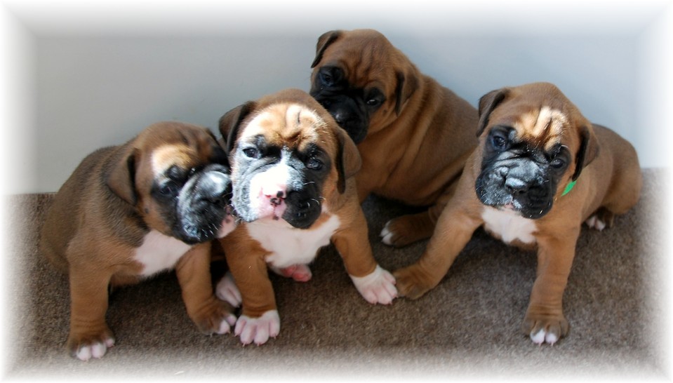 AKC Registered Boxer Puppies | Champion Bloodlines | Contact
