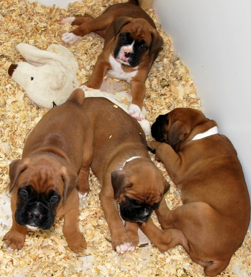 AKC Registered Boxer Puppies | Champion Bloodlines | Past Litters