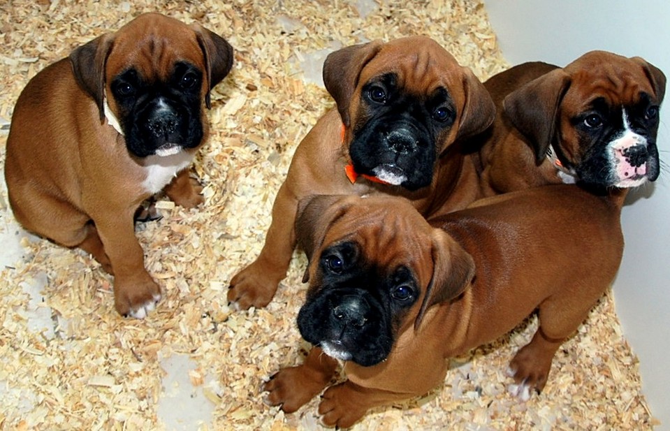AKC Registered Boxer Puppies | Champion Bloodlines | Past Litters