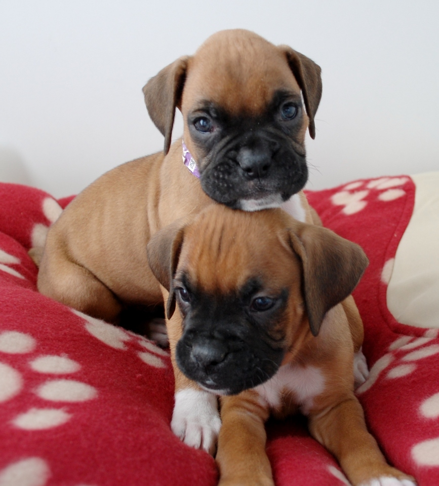 AKC Registered Boxer Puppies | Champion Bloodlines | Contact