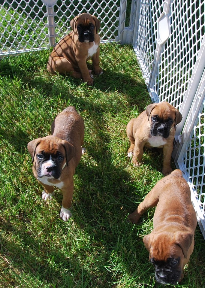 AKC Registered Boxer Puppies | Champion Bloodlines | Contact