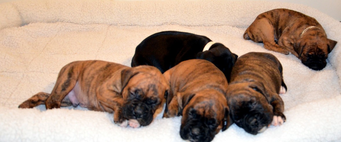 AKC Registered Boxer Puppies | Champion Bloodlines | Contact