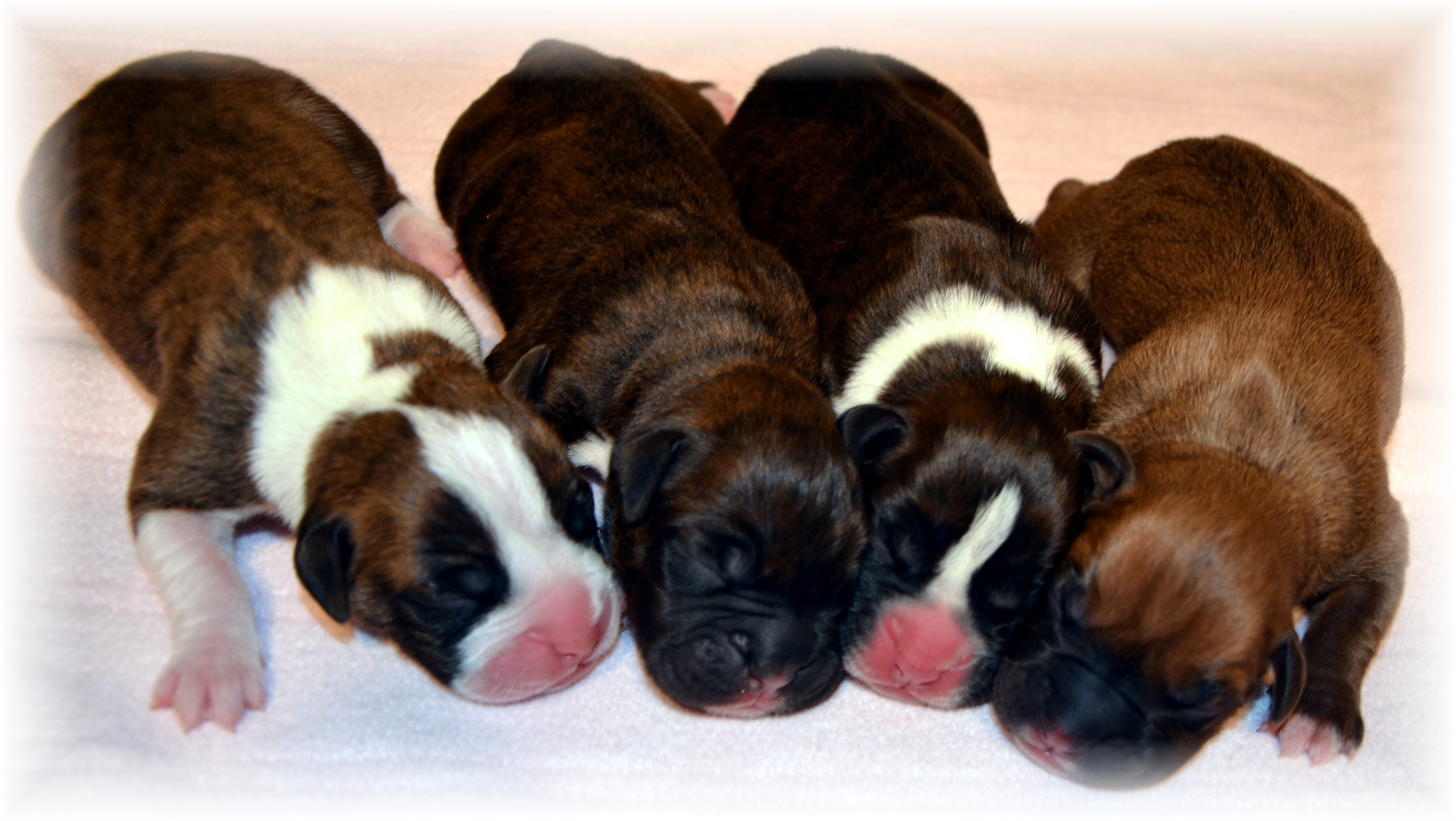 AKC Registered Boxer Puppies | Champion Bloodlines | Contact