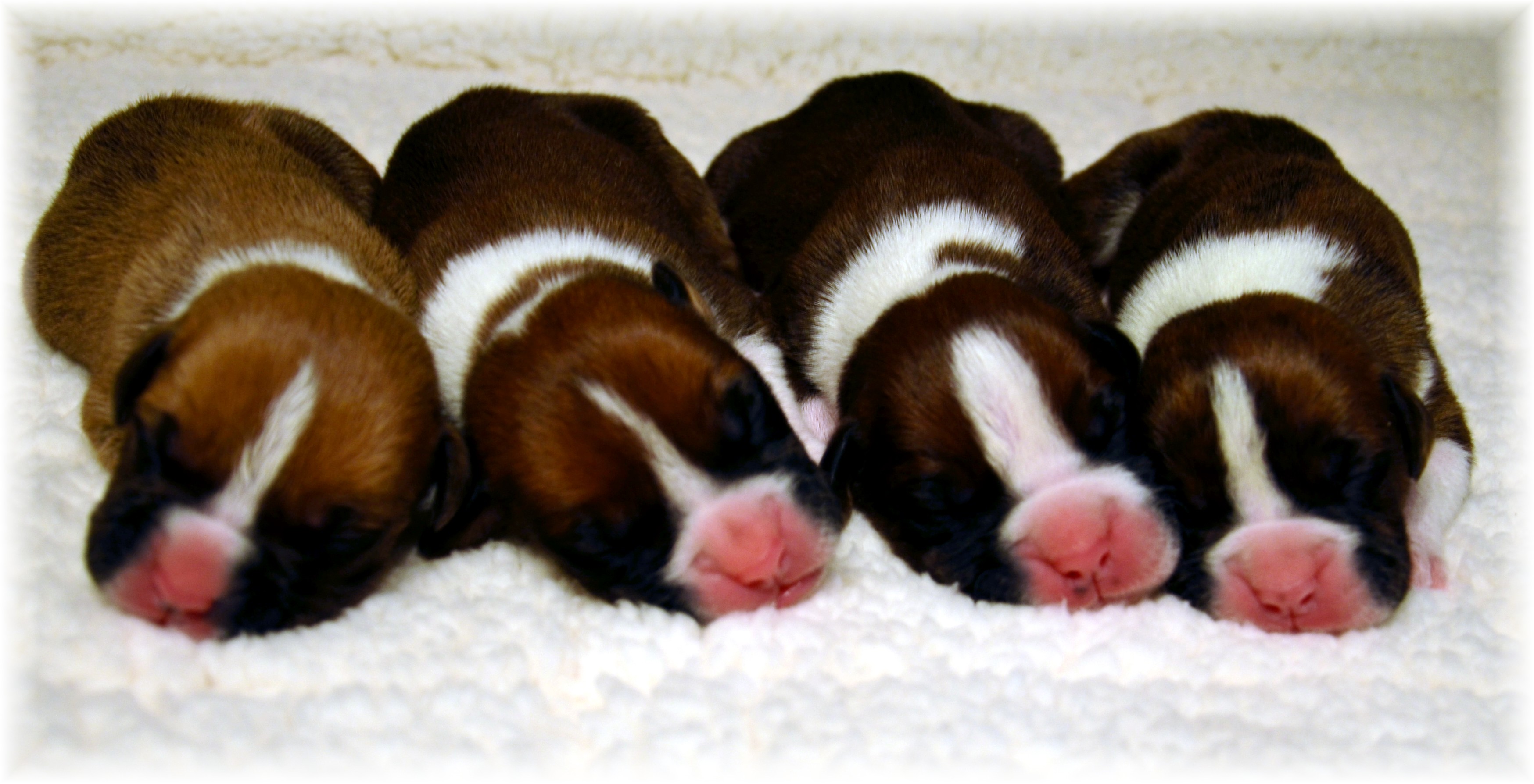 AKC Registered Boxer Puppies | Champion Bloodlines | Contact