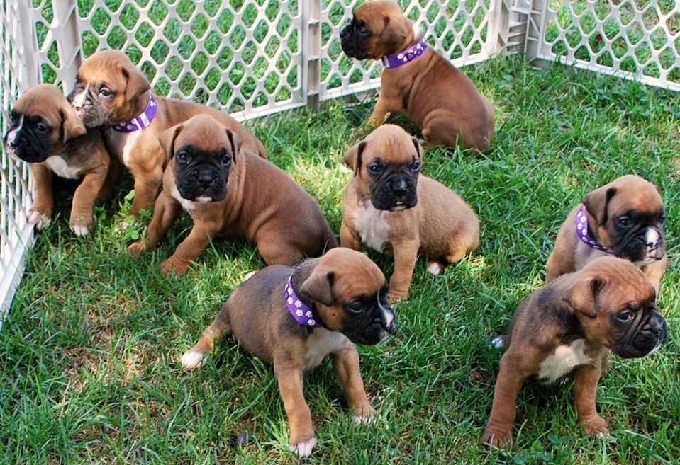 AKC Registered Boxer Puppies | Champion Bloodlines | Contact