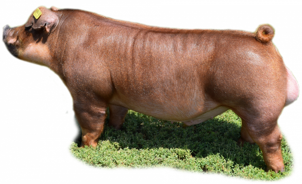 Chad Hill Durocs Boar Page