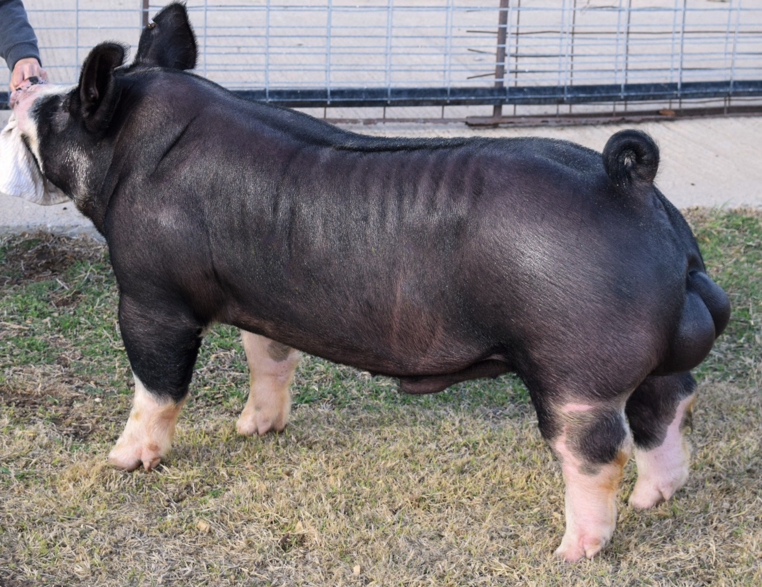 Chad Hill Durocs Boar Page