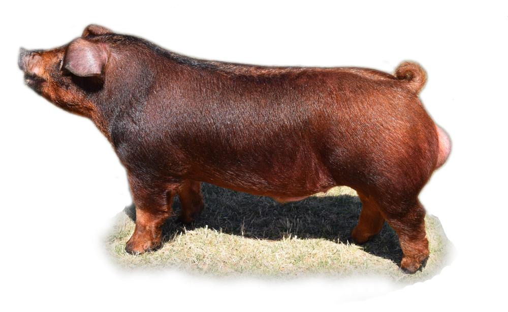 Chad Hill Durocs Boar Page