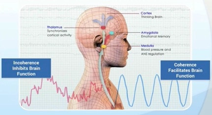 What is Heart Rate Variability (HRV) and why is it important?