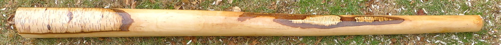 Paper Birch Didgeridoo for sale.