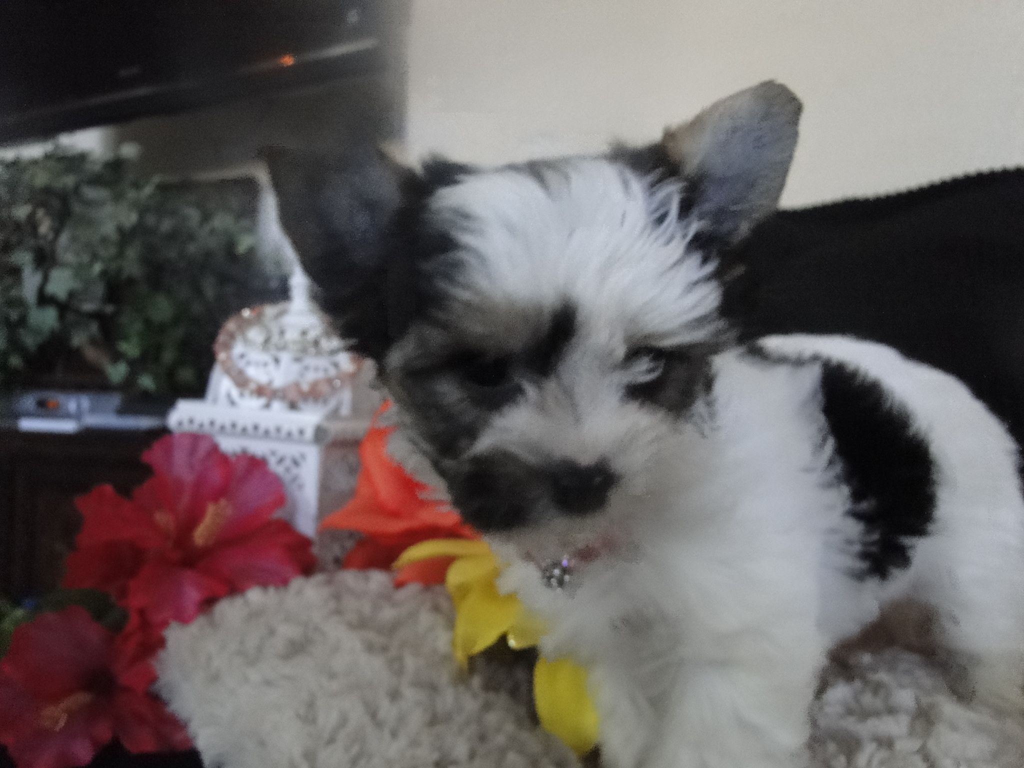 Biewer yorkies