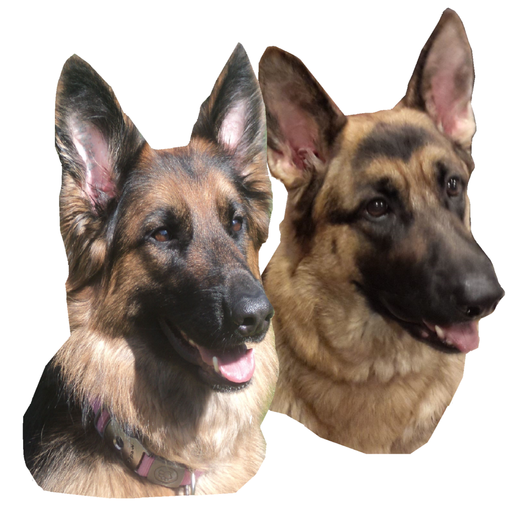The Royal German Shepherds