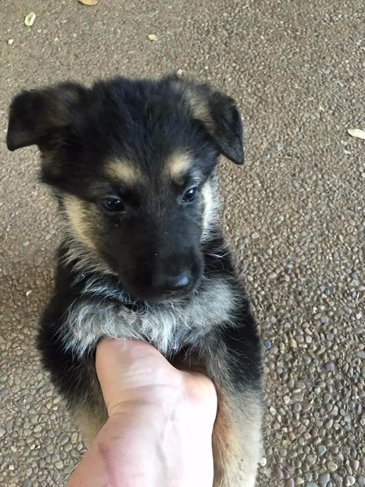 VHM German Shepherds