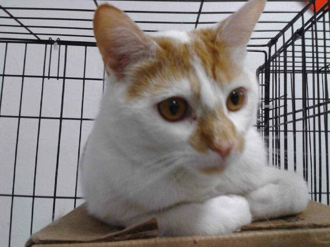 Hurricane Sandy Rescue