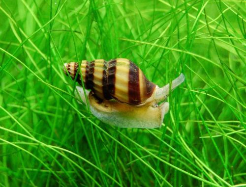 One Stop Aquatics