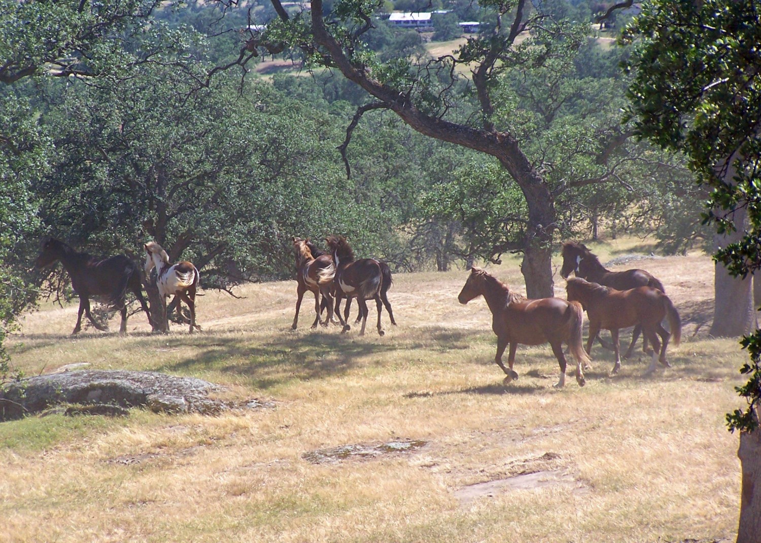The Spanish Cruce Horse Ranch