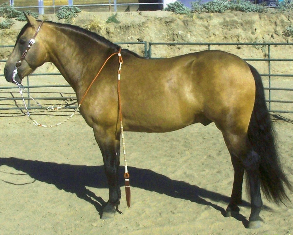 Colonial Spanish Stallions