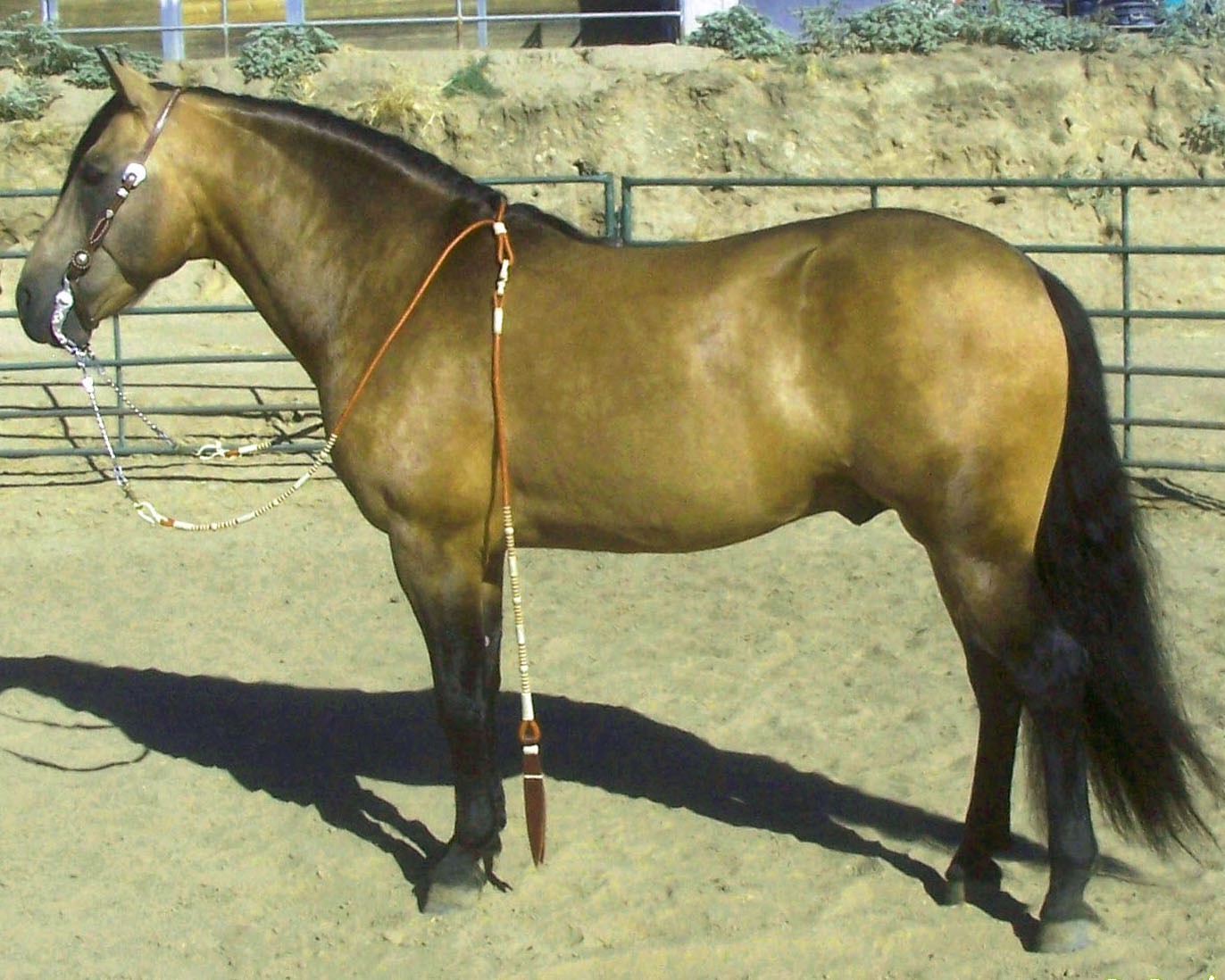 Colonial Spanish Stallions