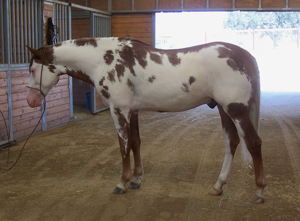 Colonial Spanish Stallions
