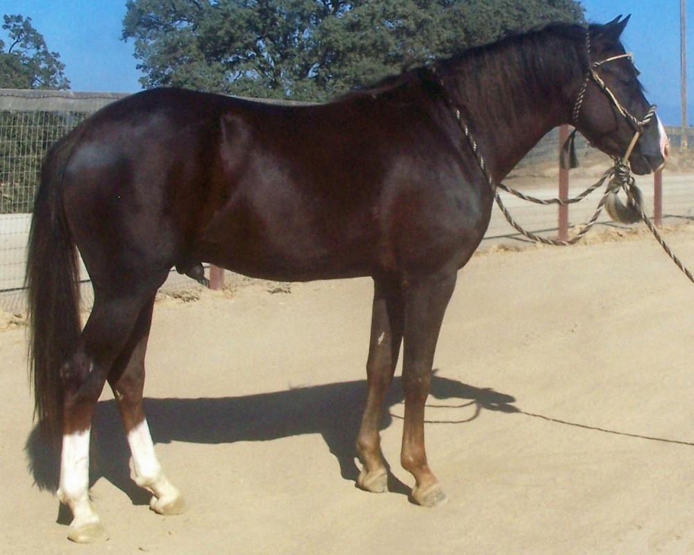 Colonial Spanish Stallions