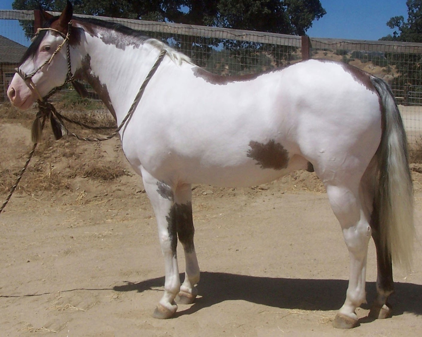 Colonial Spanish Stallions