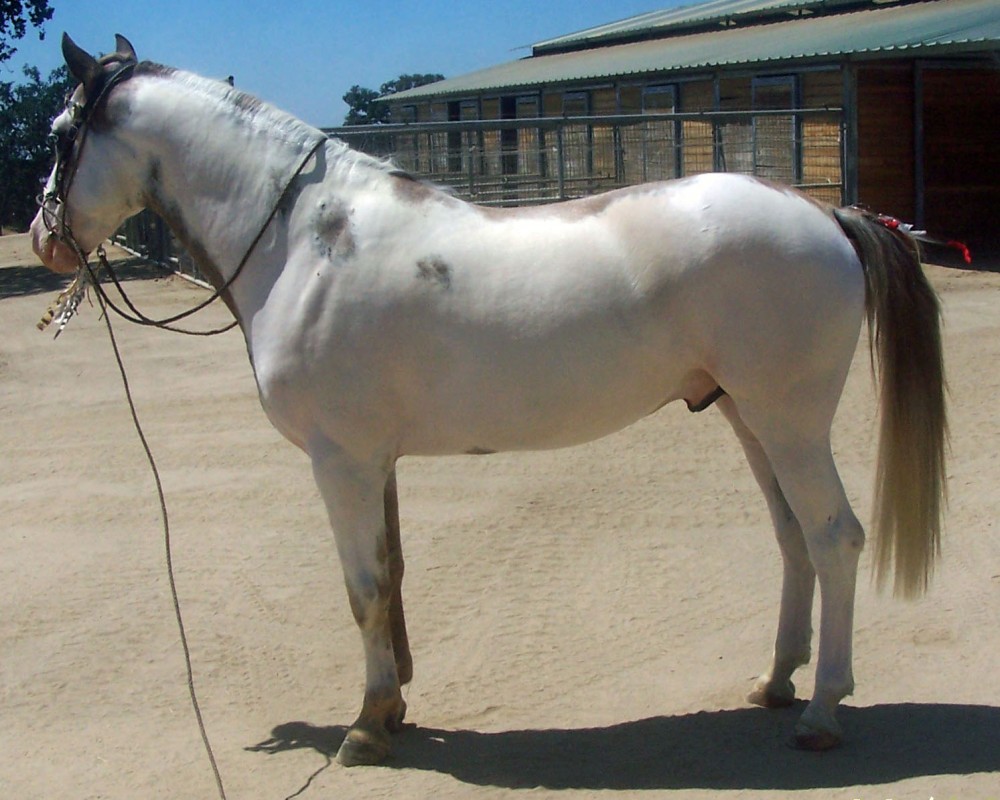 Colonial Spanish Stallions