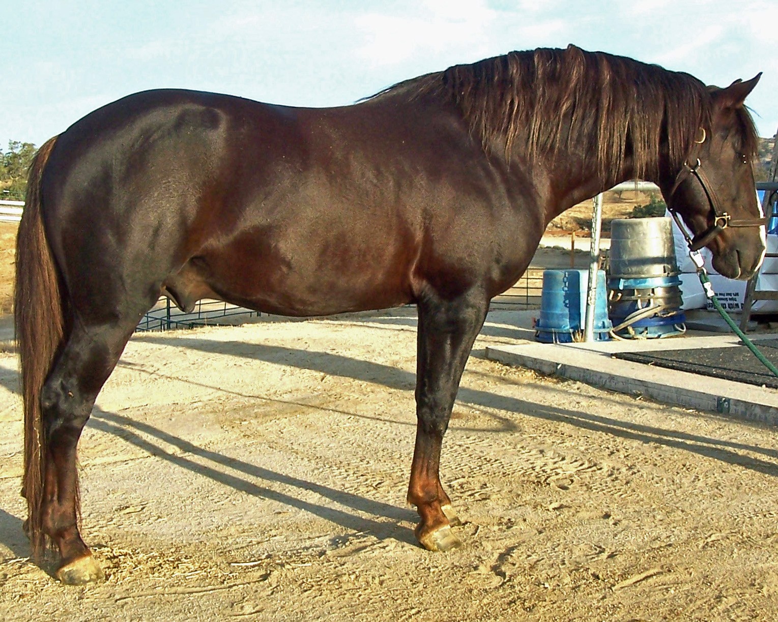 Colonial Spanish Stallions