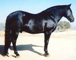 Colonial Spanish Stallions