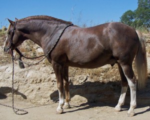 Colonial Spanish Stallions