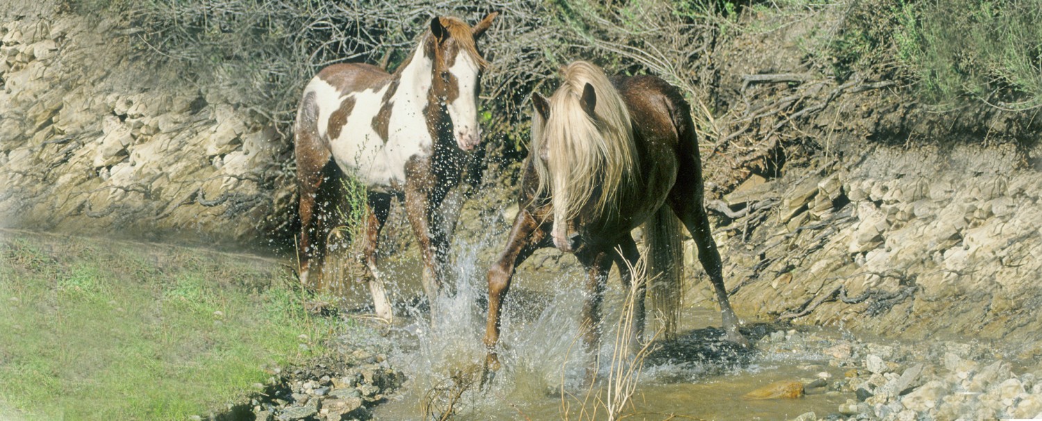 Wilbur-Cruce Herd DNA Study