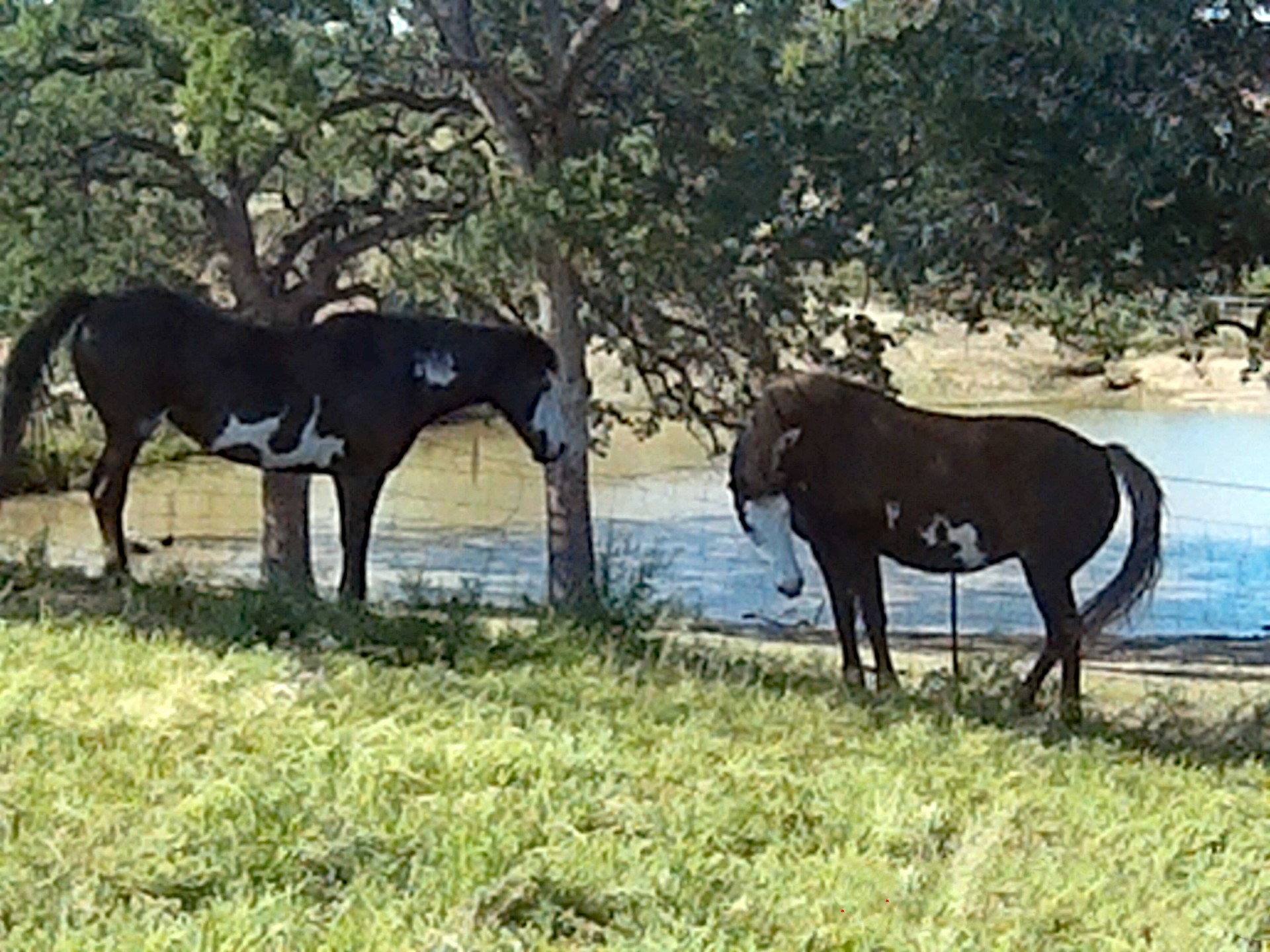 Wilbur-Cruce Herd DNA Study