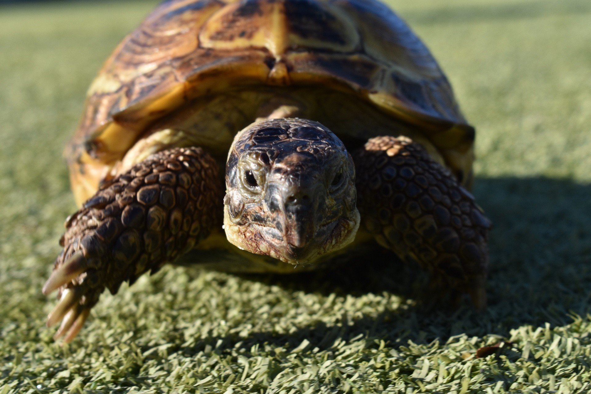 Timothy the Russian Tortoise Photos