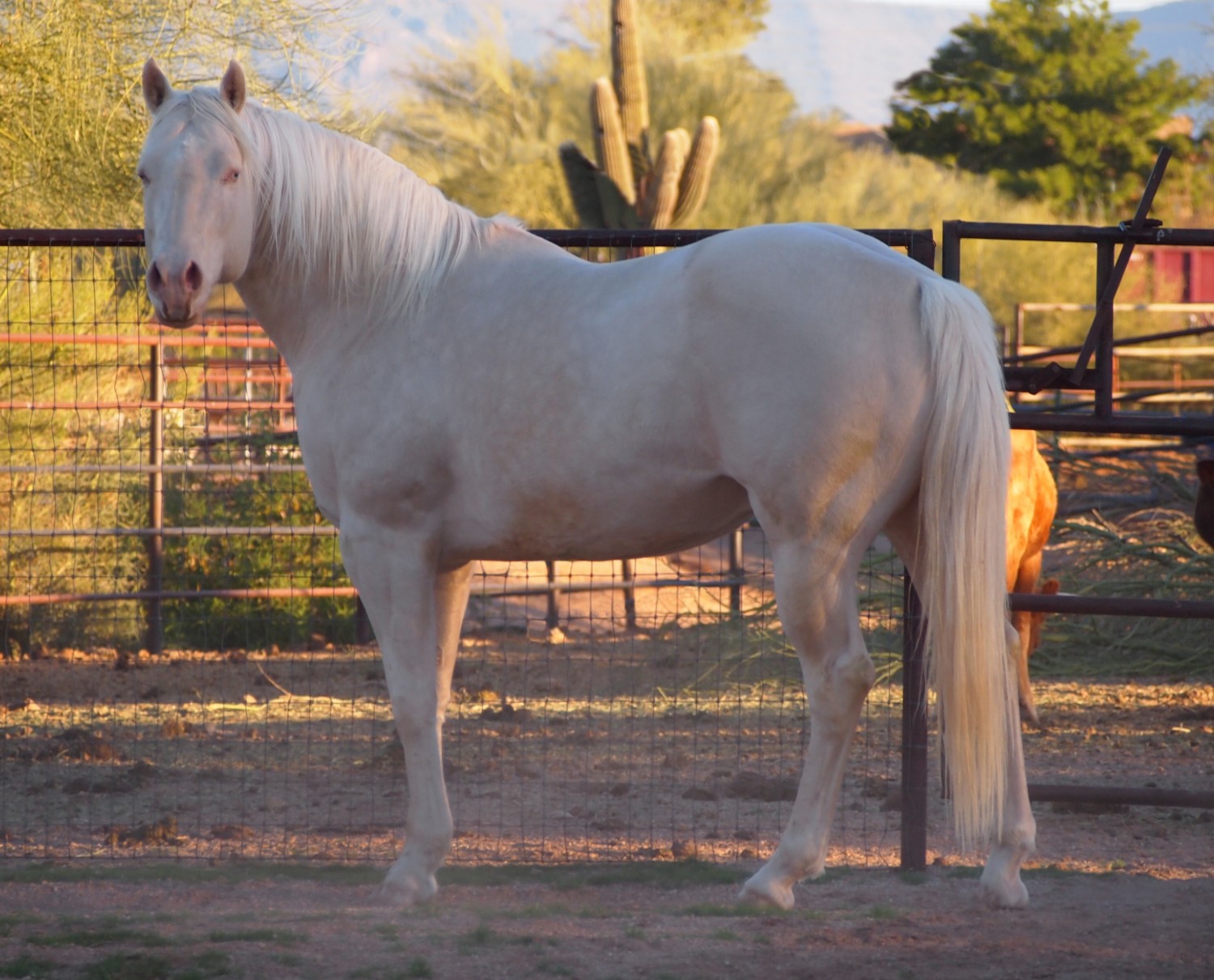 Cremello Stallion - AQHA Cremello Stud