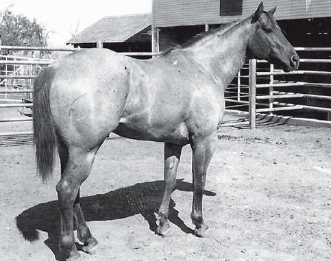 Bloodlines - Box 3 Livestock