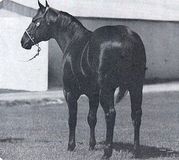 Bloodlines - Box 3 Livestock